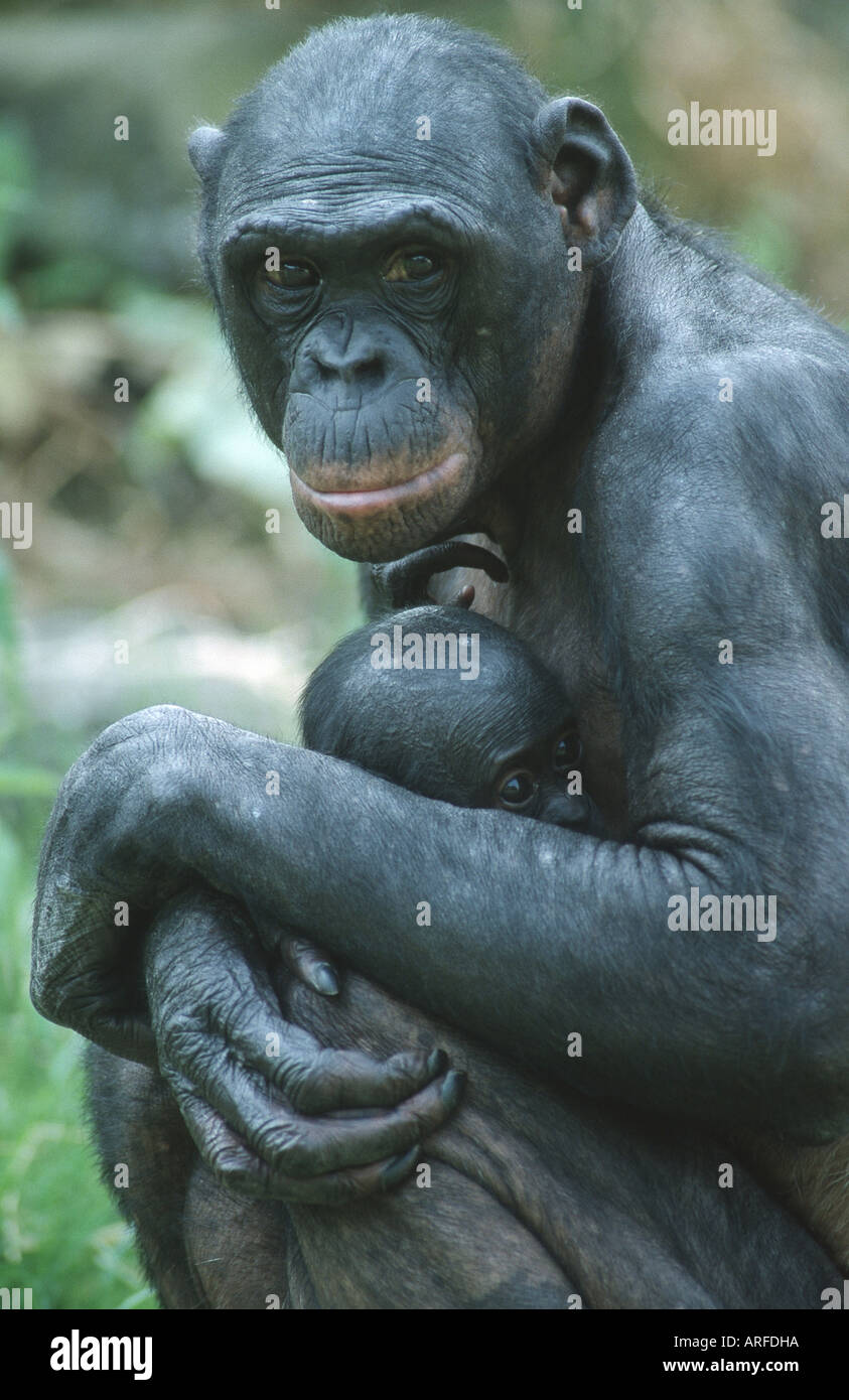 bonobo, pygmy chimpanzee (Pan paniscus), mother with young Stock Photo ...