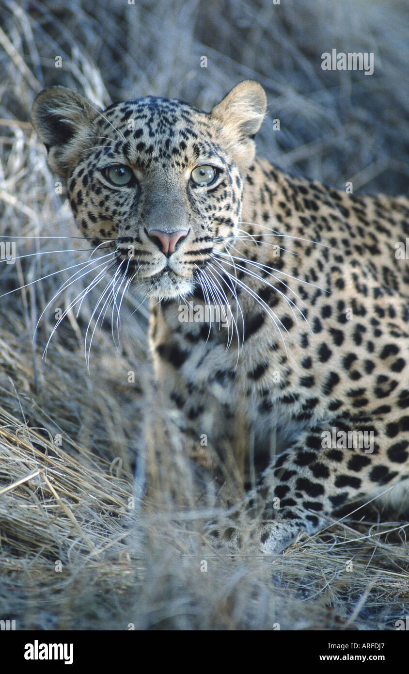 leopard (Panthera pardus Stock Photo - Alamy