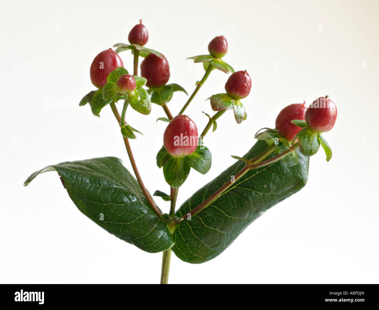 Hypericum red berries hi-res stock photography and images - Alamy