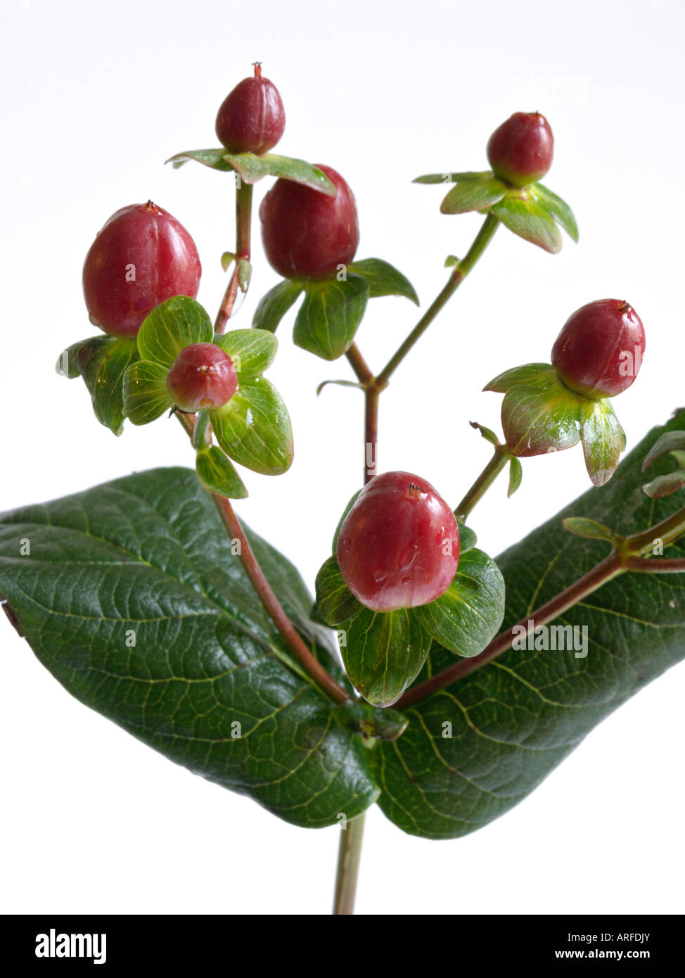 Hypericum red berries hi-res stock photography and images - Alamy