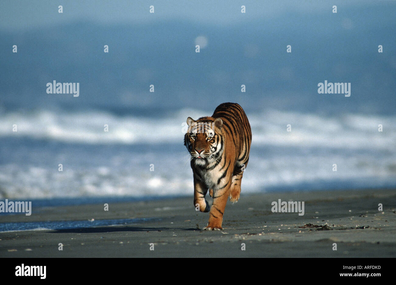 Tiger walking toward you hi-res stock photography and images - Alamy