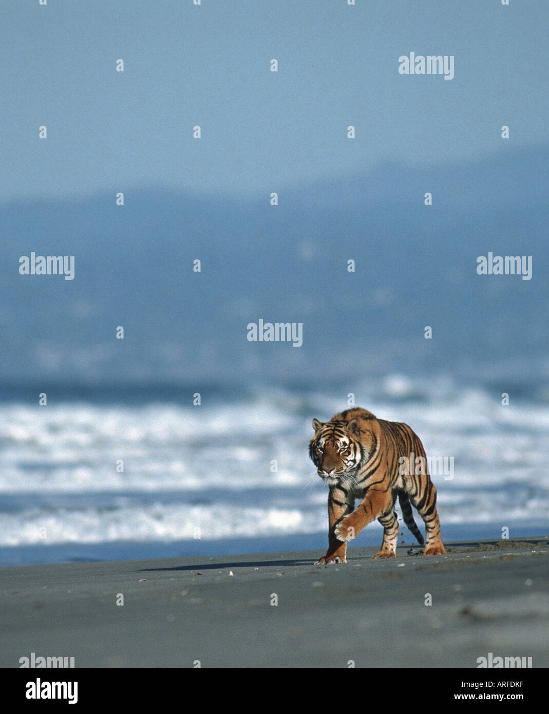 Bengal tiger (Panthera tigris tigris), running at the shore Stock Photo ...