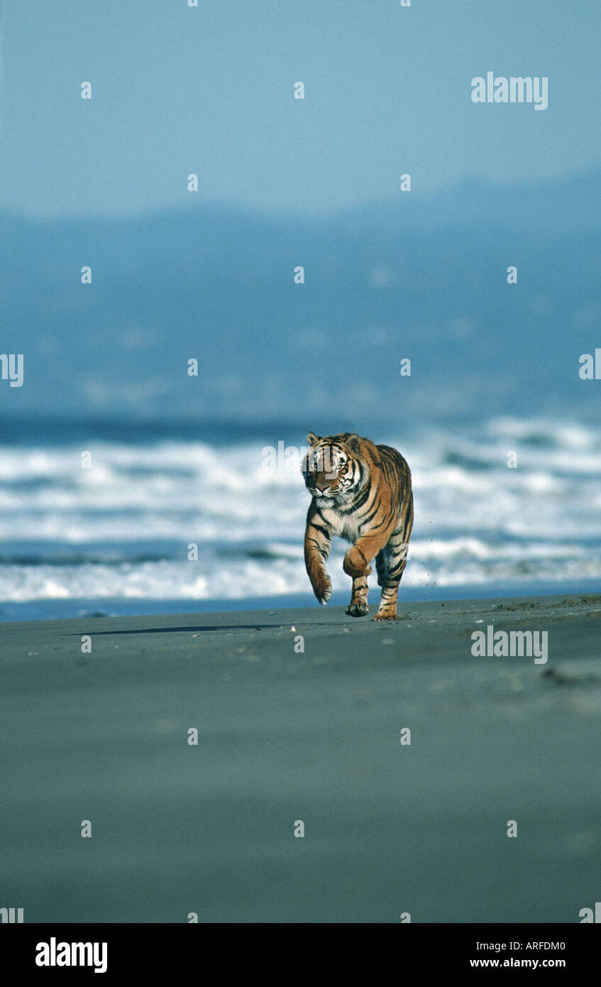Bengal tiger (Panthera tigris tigris), running at the shore Stock Photo ...