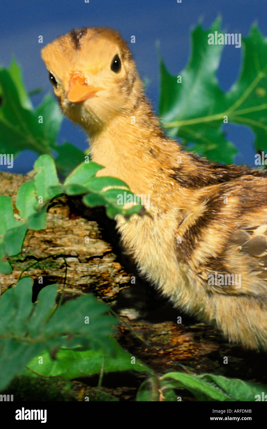 Wild turkey poult hi-res stock photography and images - Alamy