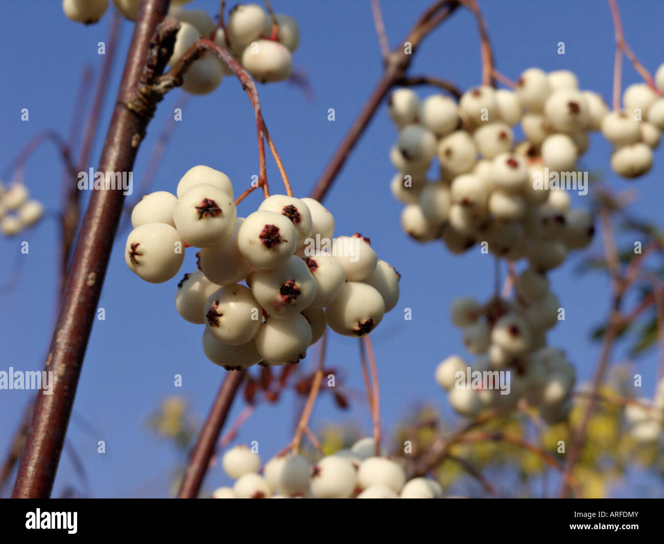 White berries rowan tree sorbus hi-res stock photography and images - Alamy