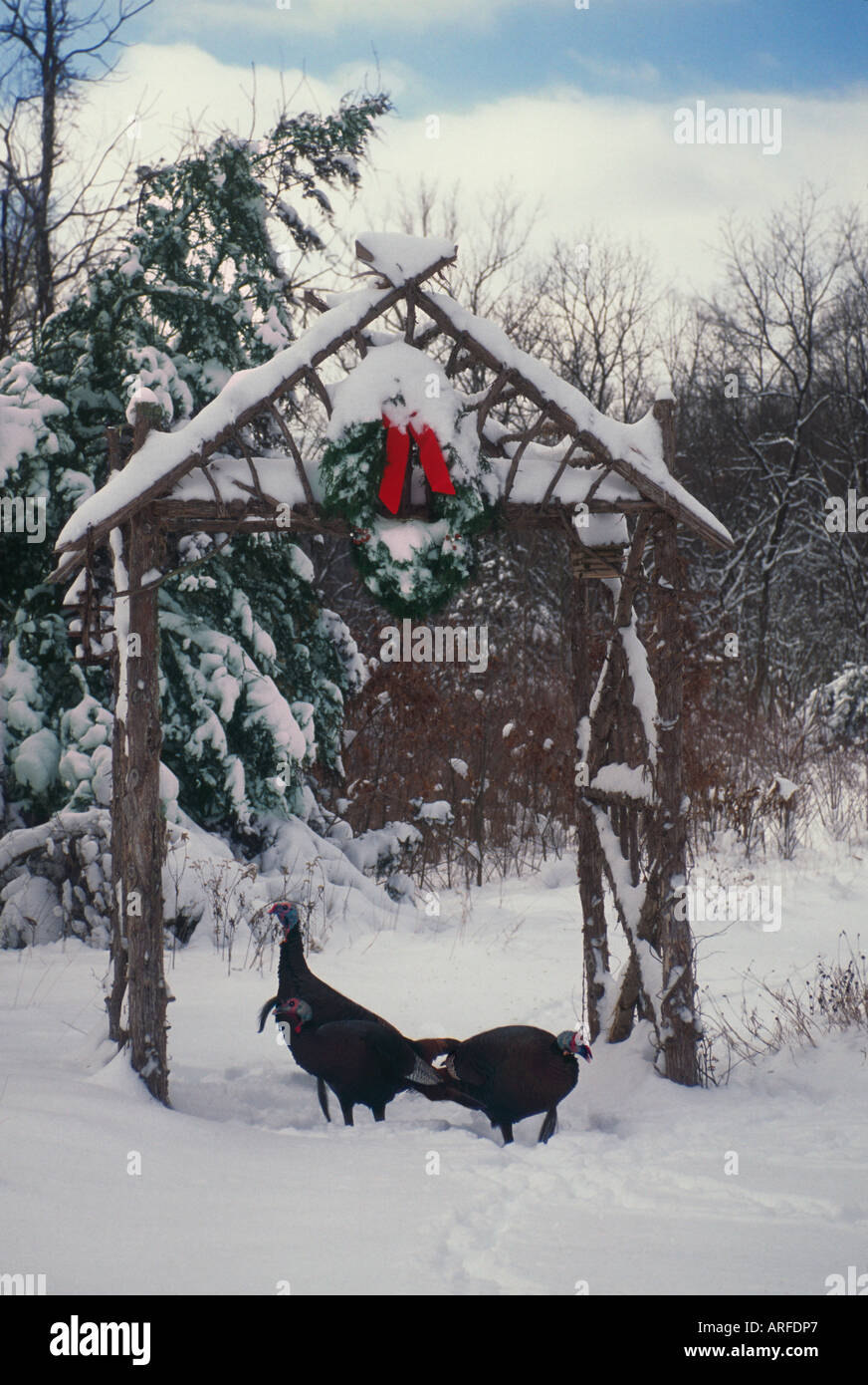 Turkeys in snow hi-res stock photography and images - Alamy