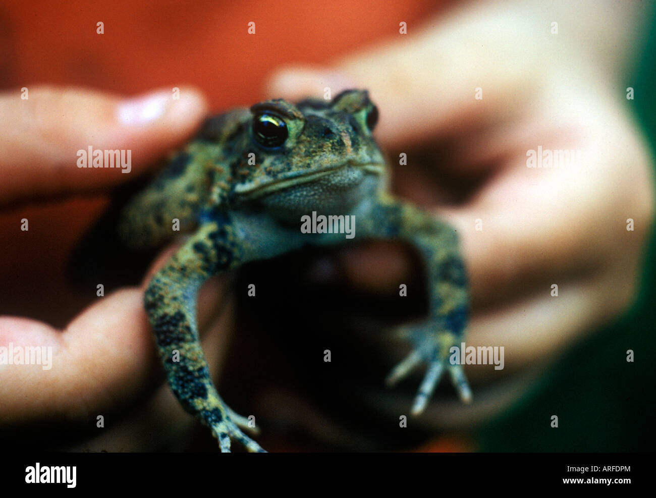 Hands holding a frog Stock Photo - Alamy