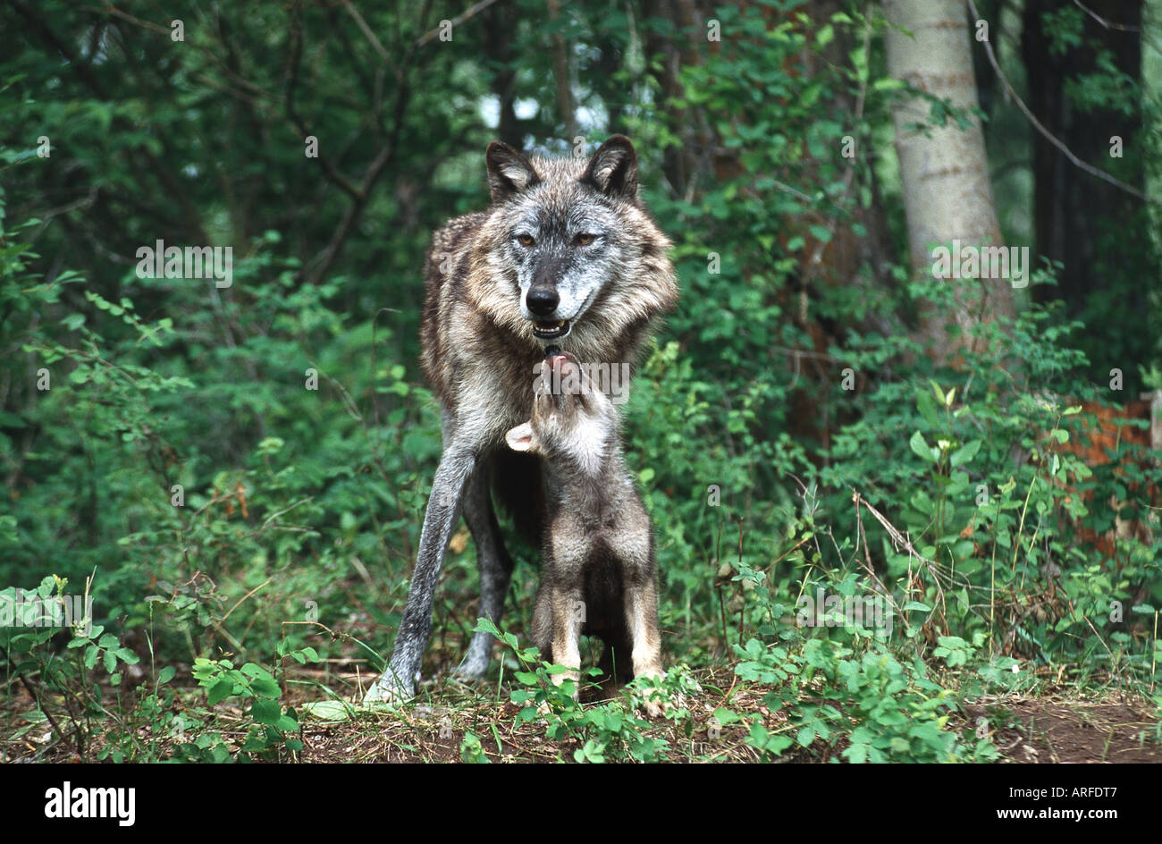 Female a maywald hi-res stock photography and images - Alamy