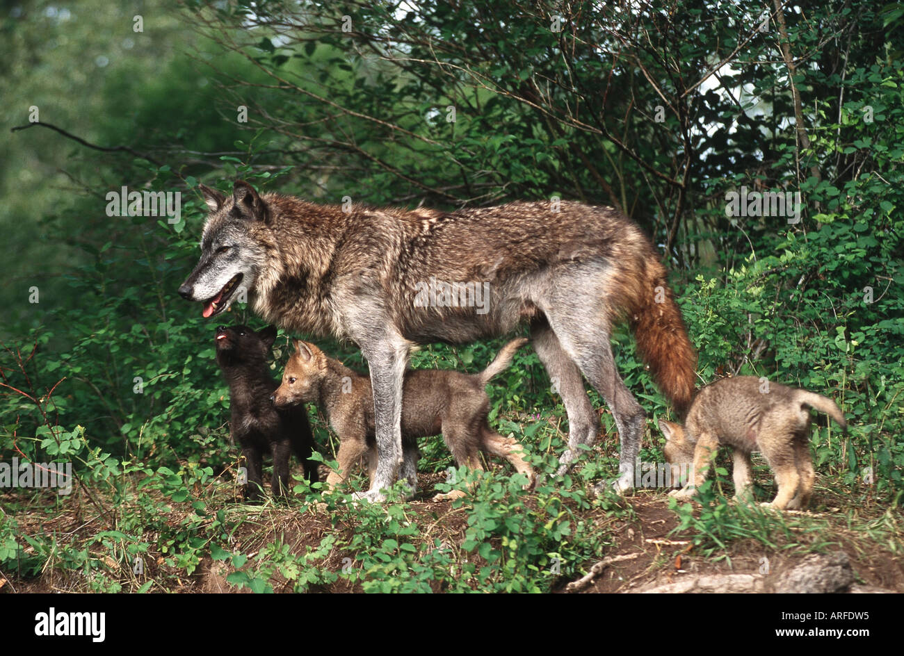 Baby wolves parents canada hi-res stock photography and images - Alamy