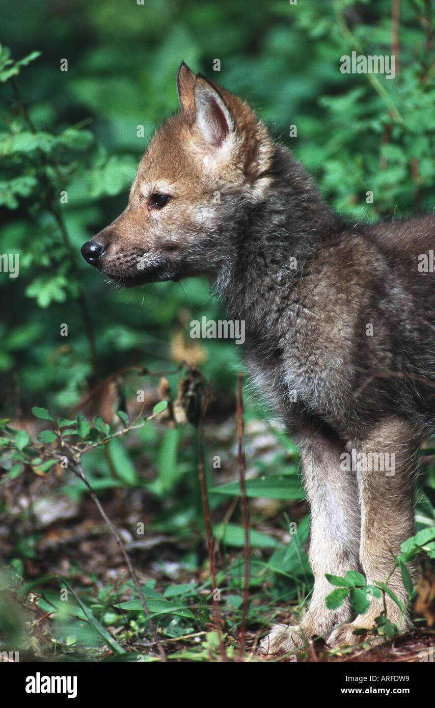 timber wolf (Canis lupus lycaon), whelp, portrait, Canada Stock Photo ...