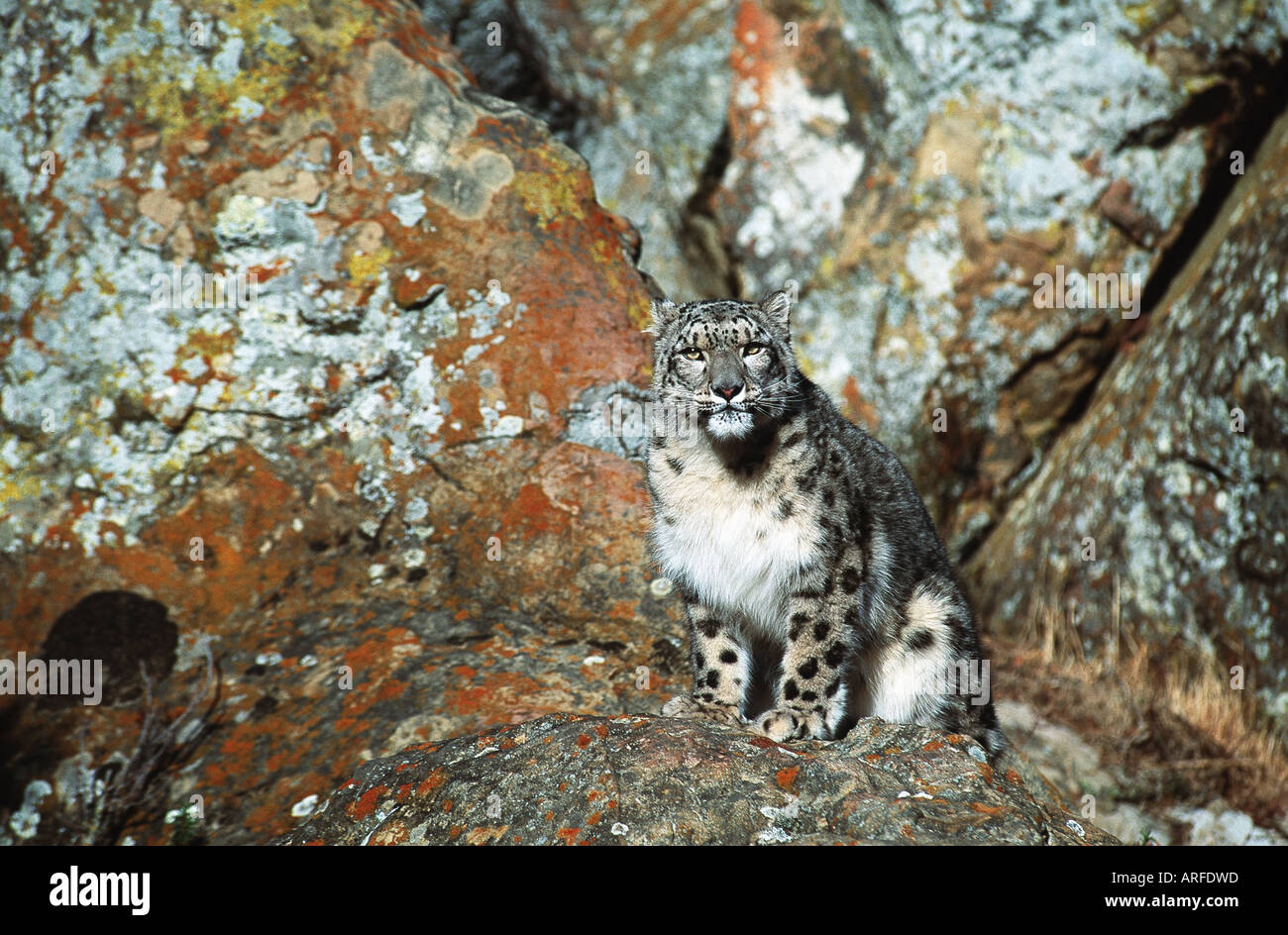 snow leopard (Panthera uncia, Uncia uncia Stock Photo - Alamy