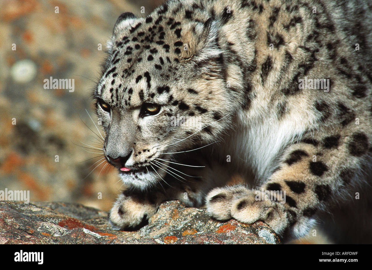 snow leopard (Panthera uncia, Uncia uncia), portrait Stock Photo - Alamy
