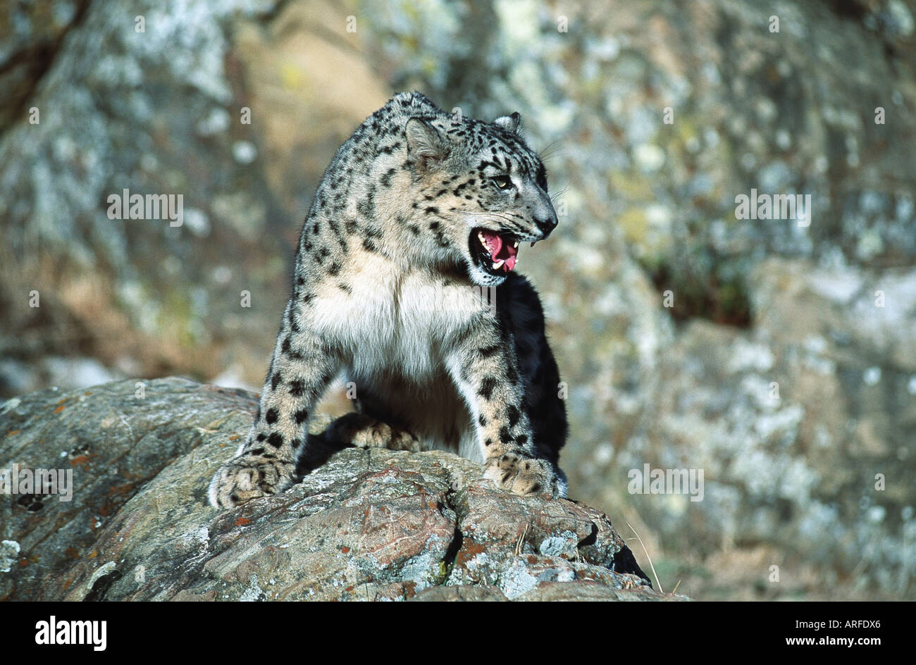 snow leopard (Panthera uncia, Uncia uncia), standing on a rock, snarling Stock Photo - Alamy