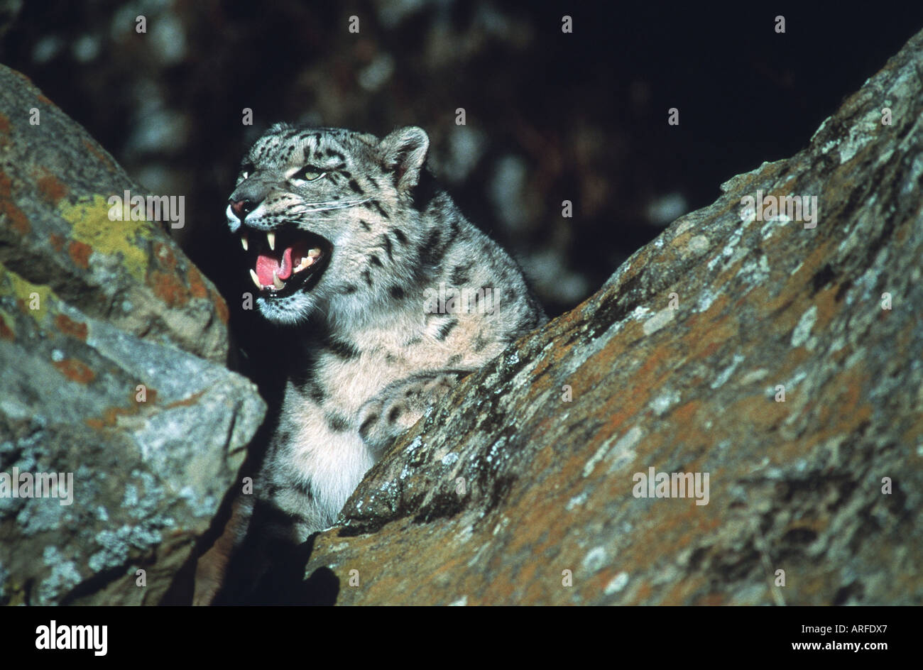 snow leopard (Panthera uncia, Uncia uncia), snarling Stock Photo - Alamy