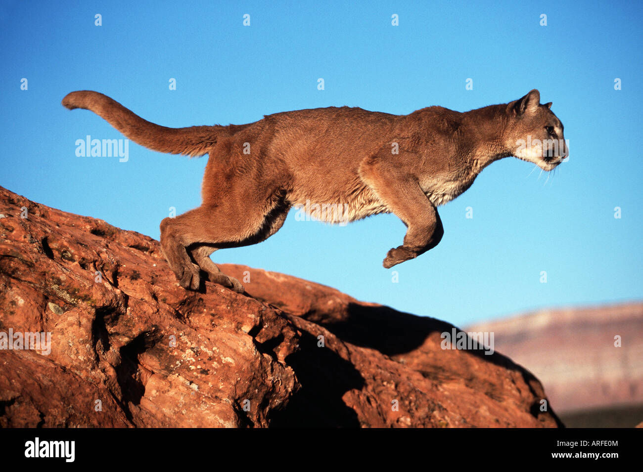 Mountain Lion Pouncing