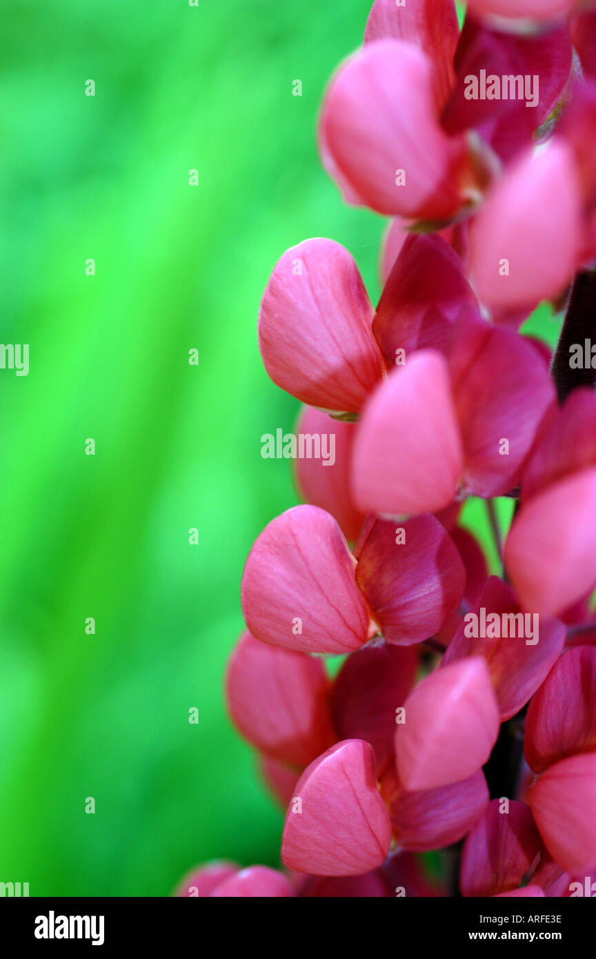 Port Lupin High Resolution Stock Photography and Images - Alamy