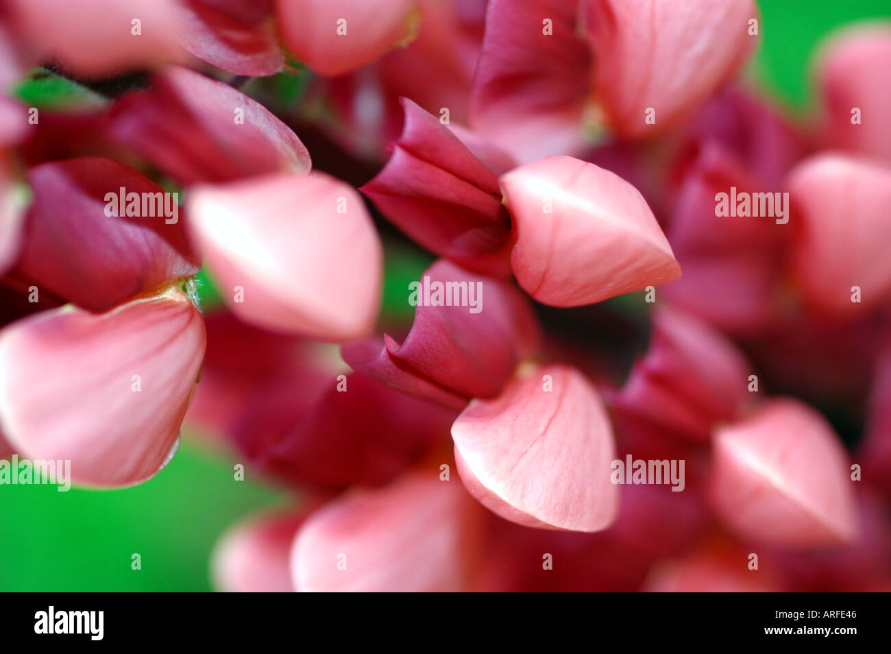 Port Lupin High Resolution Stock Photography and Images - Alamy
