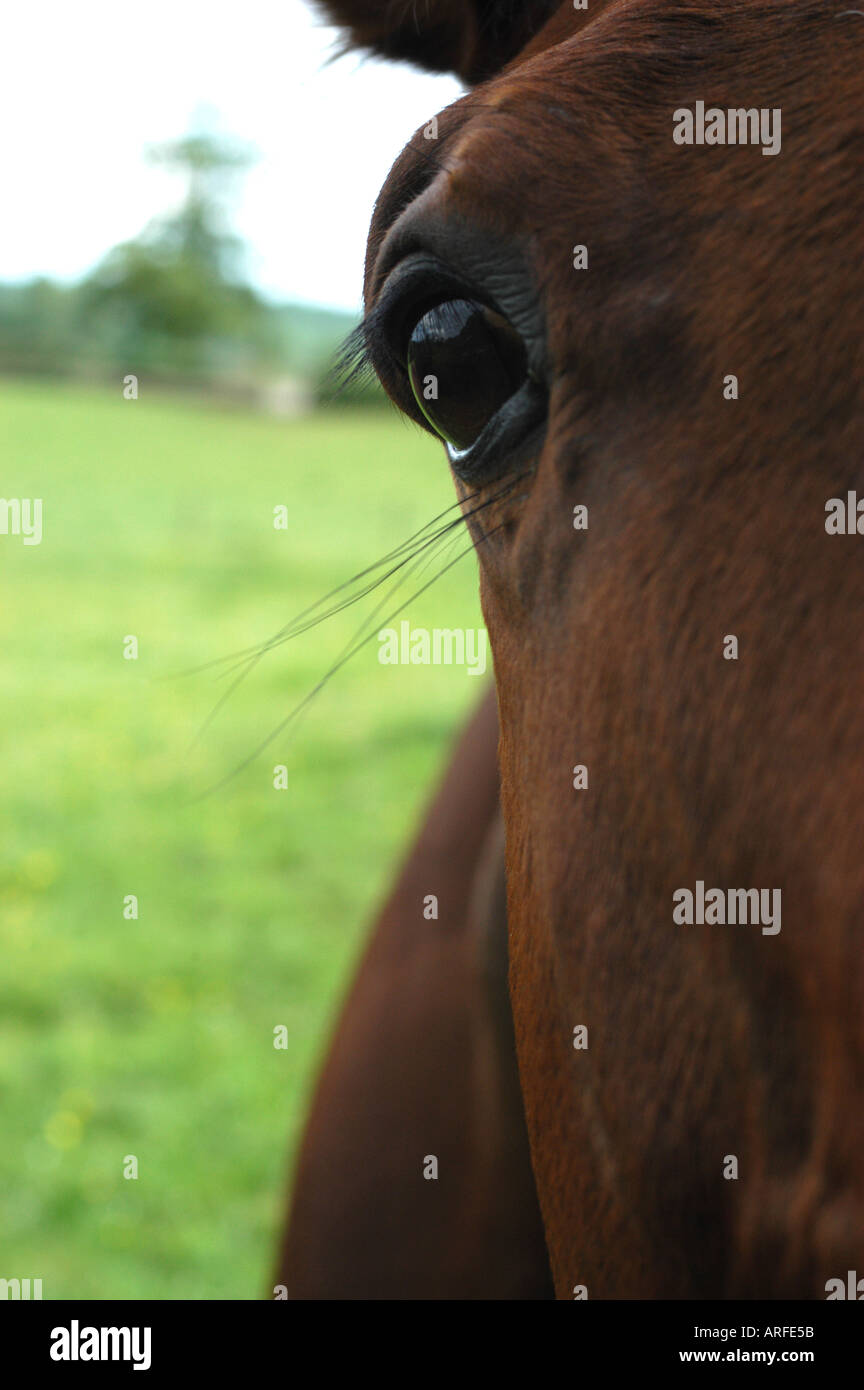 Horse field of vision hi-res stock photography and images - Alamy