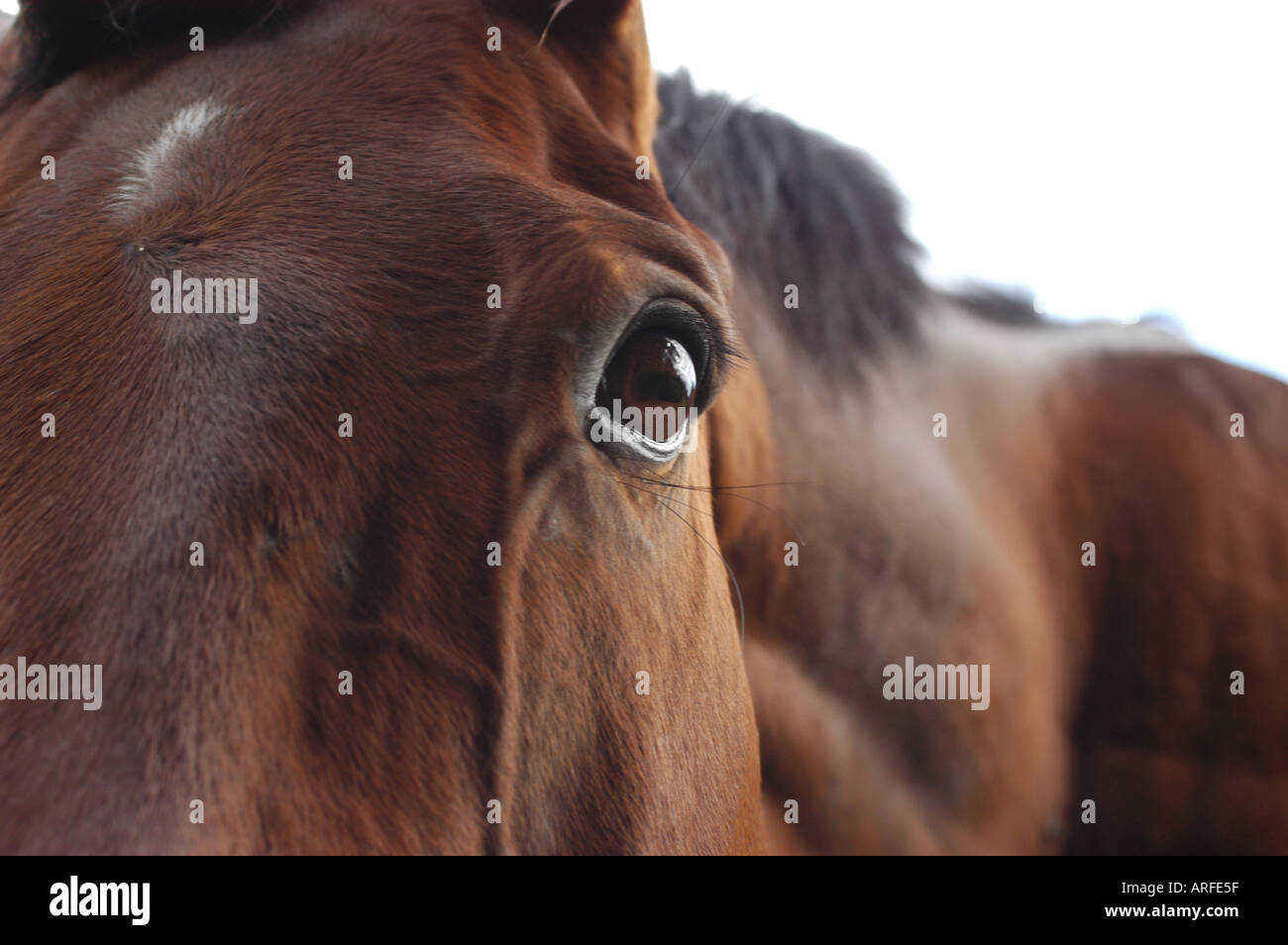 Horse field of vision hi-res stock photography and images - Alamy