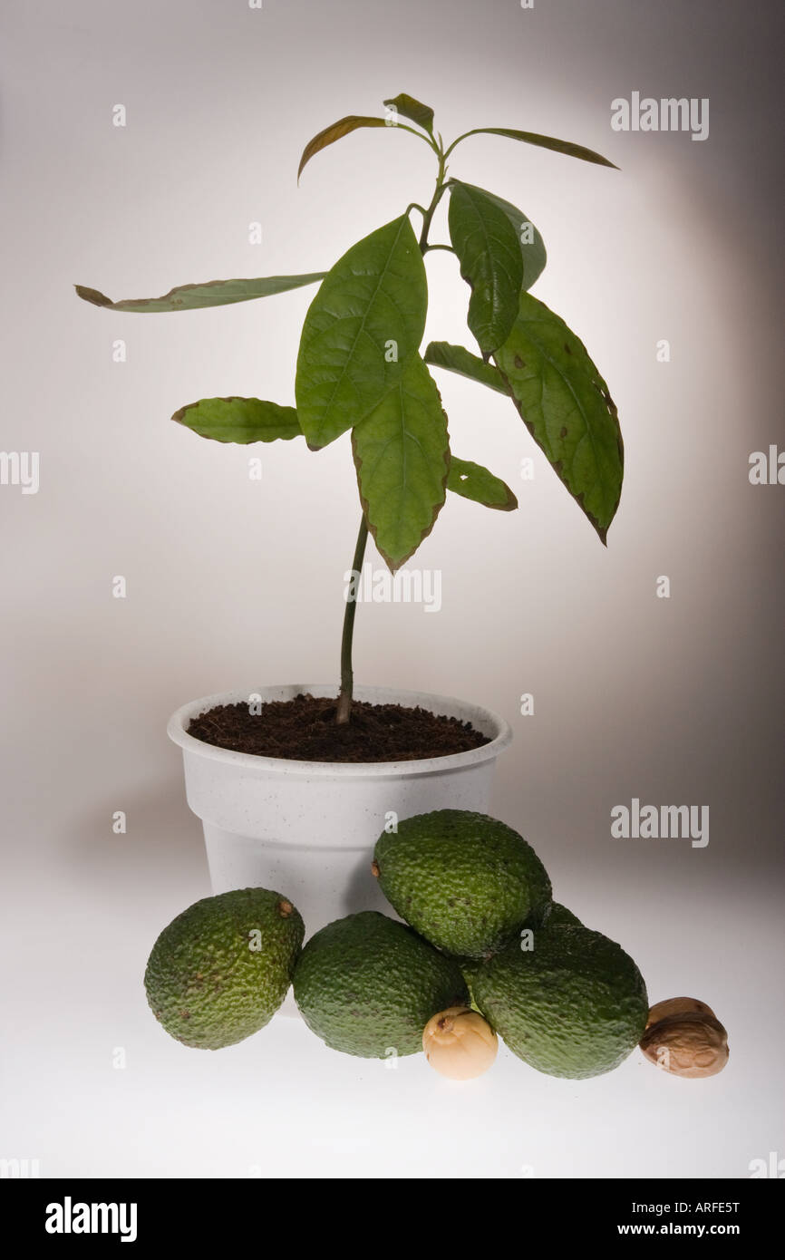 Large format high resolution Cut Out Stock Images & Pictures - Alamy