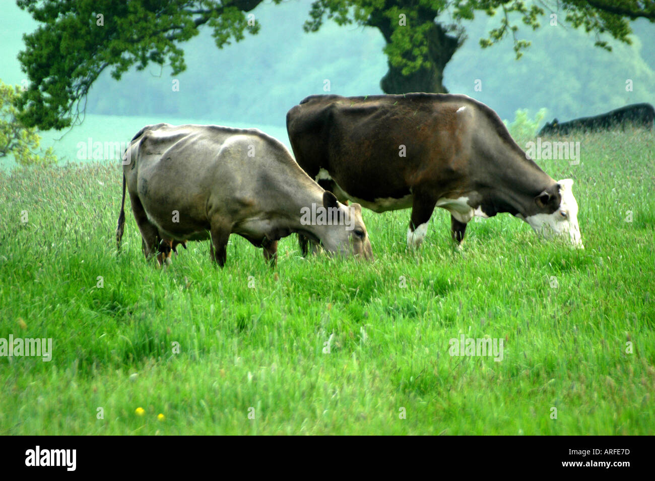 Cows Grazing Hampshire England UK Stock Photo - Alamy