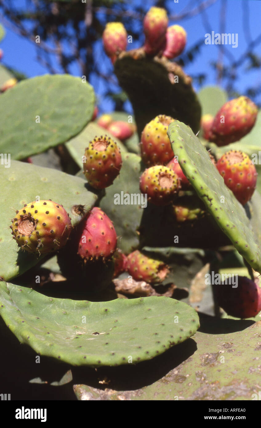 pricly pear tree Stock Photo - Alamy