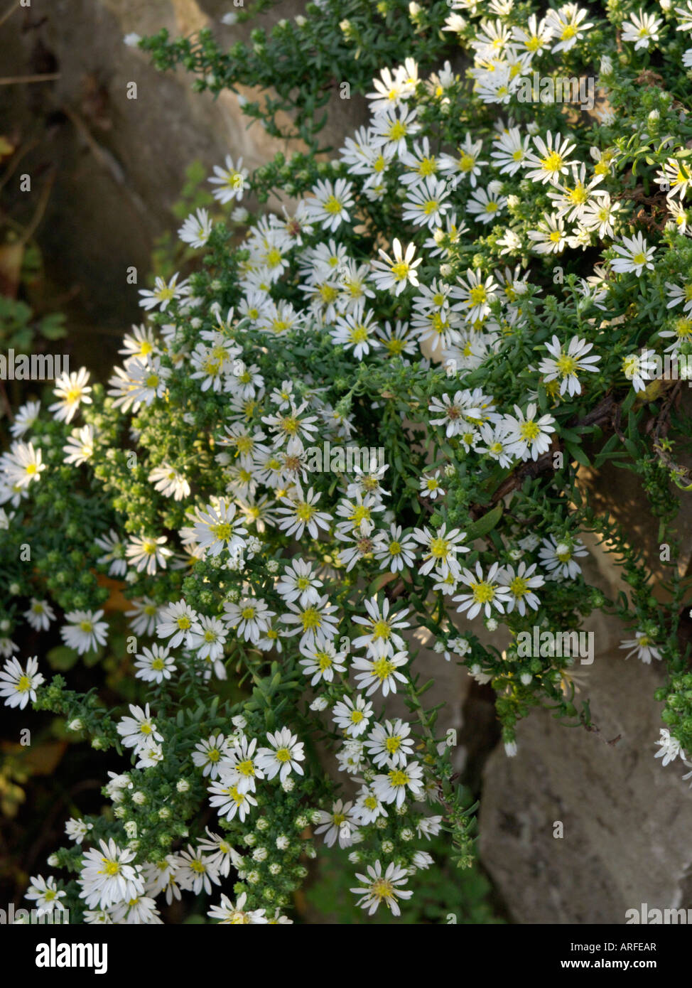 Aster (Aster speciosus 'Connecticut' Stock Photo - Alamy
