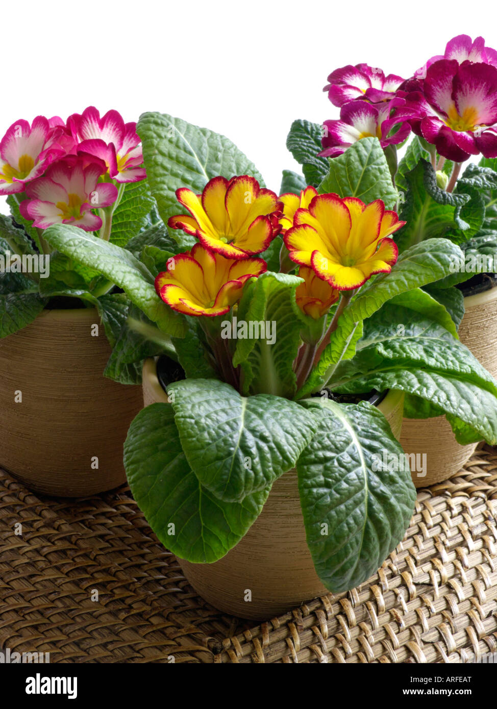 Primroses container plants hi-res stock photography and images - Alamy