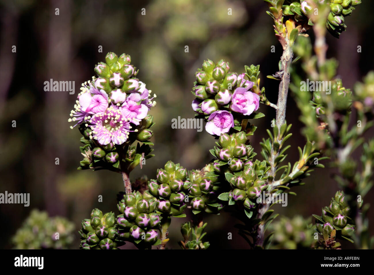 Kunzea ciliata-Family Myrtaceae Stock Photo - Alamy
