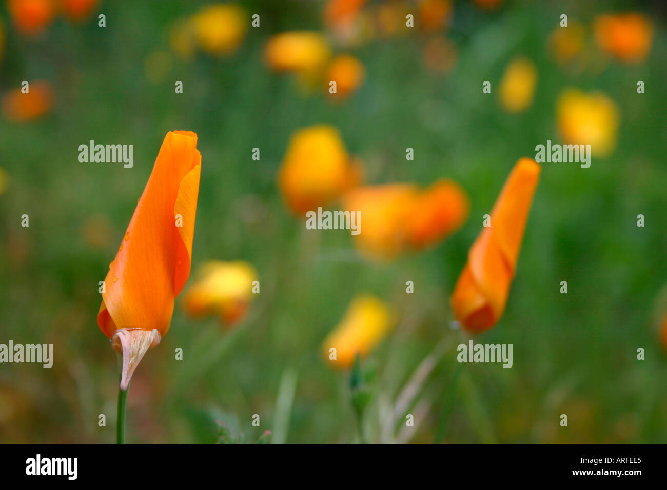 California poppy flower buds Stock Photo - Alamy