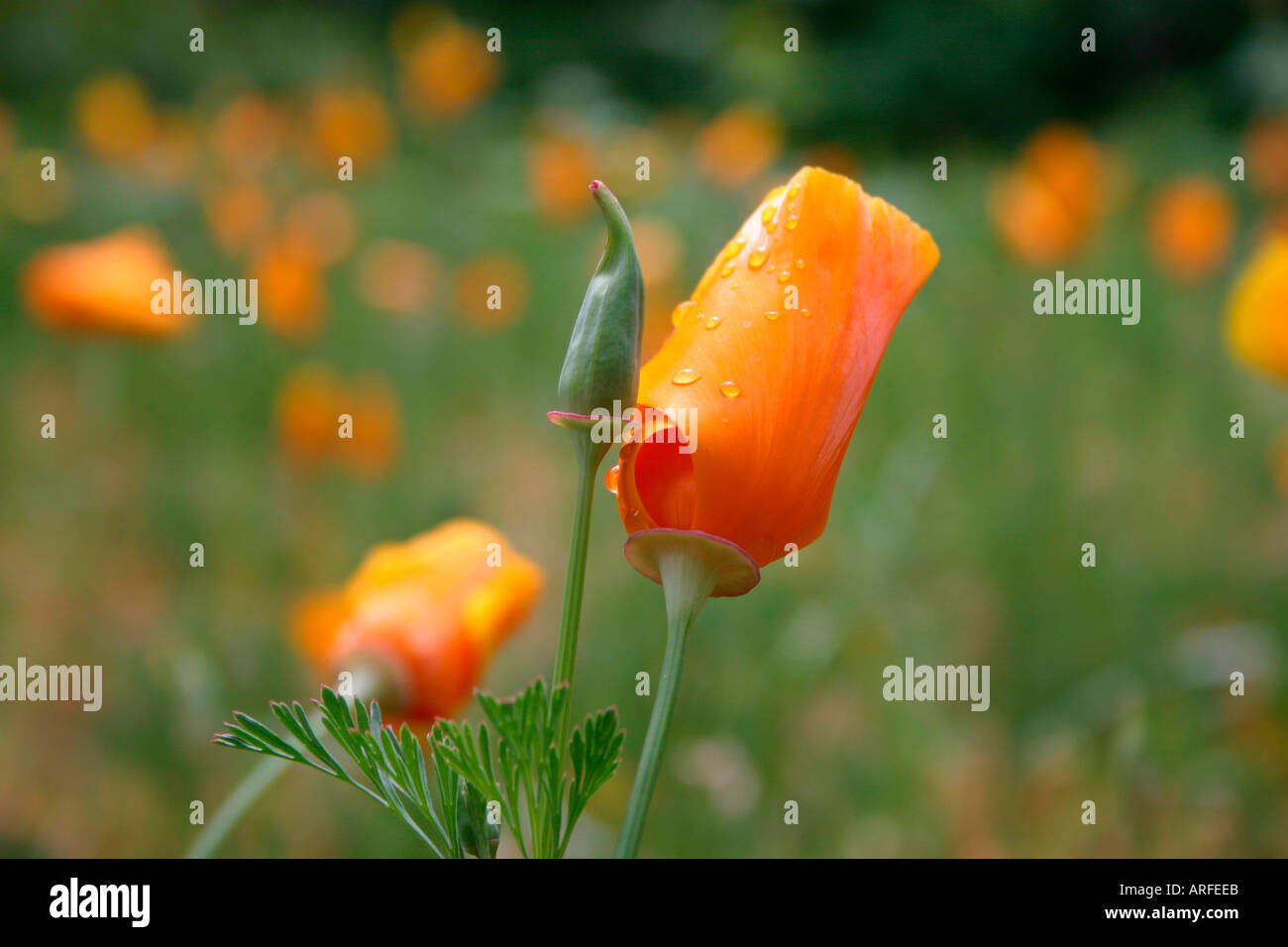 California poppy flower buds Stock Photo - Alamy