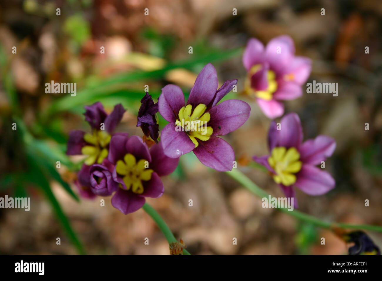 Purple and yellow sparaxis Stock Photo - Alamy
