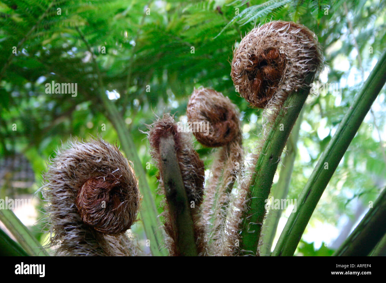 Tree fern fiddleheads close up Stock Photo - Alamy