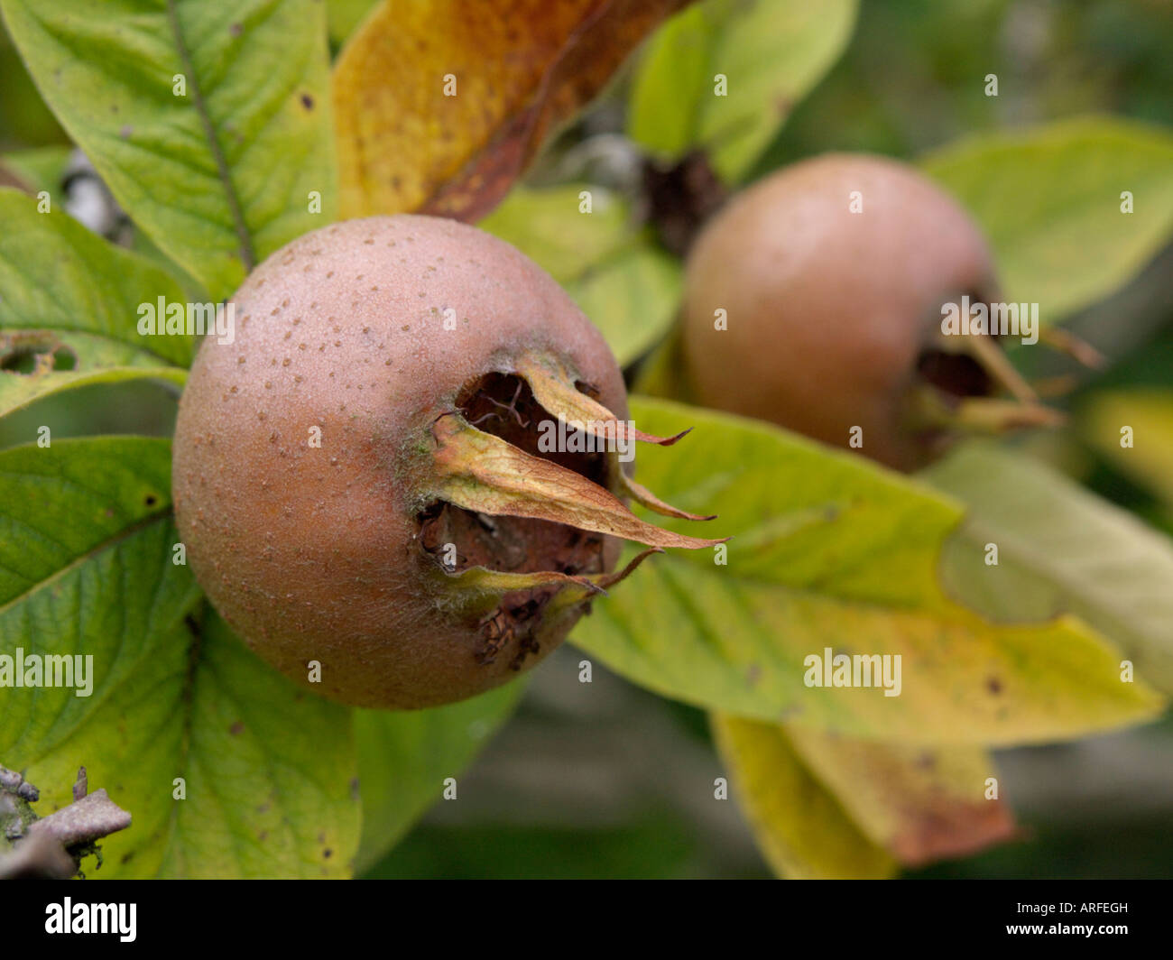 Medlar trees hi-res stock photography and images - Alamy