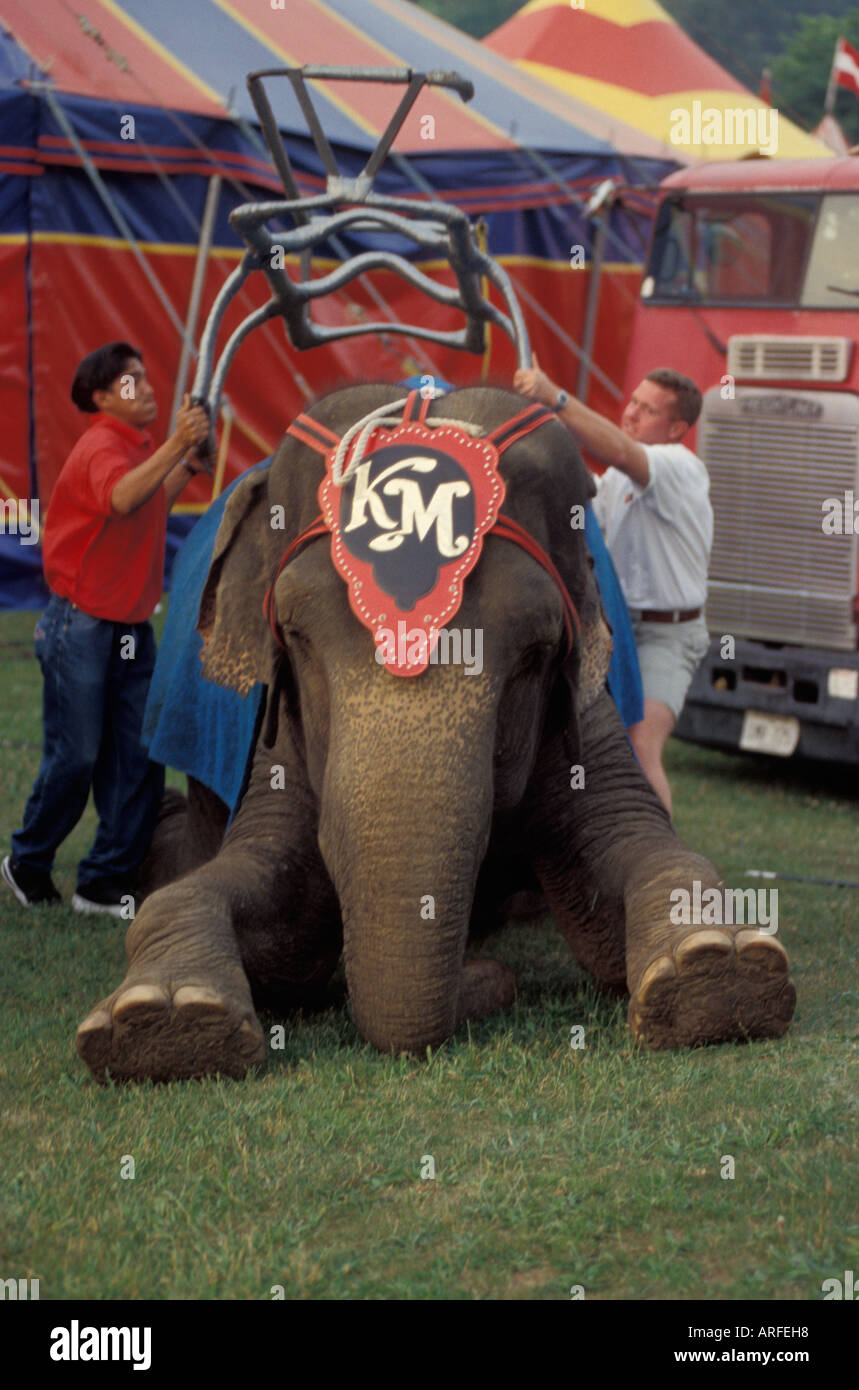 Kelly Miller Circus USA America American preparing elephant for rides ...
