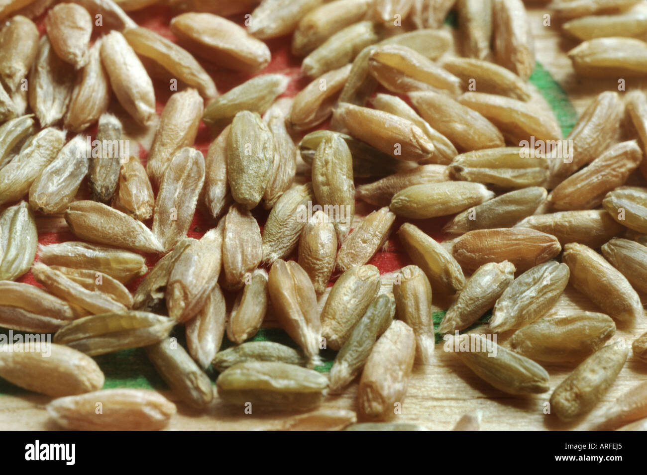 Spelt (triticum spelta) hi-res stock photography and images - Alamy