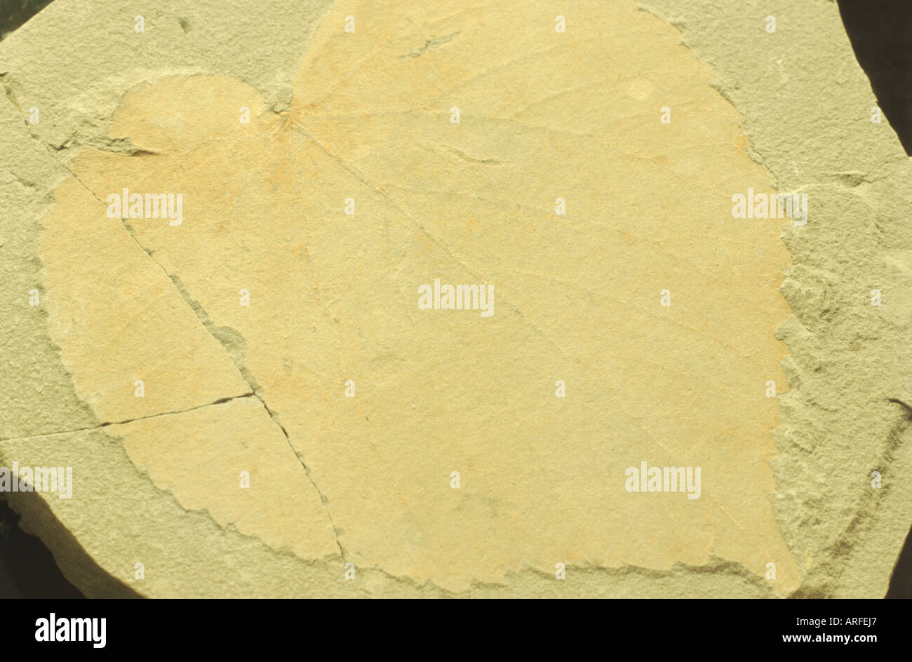 Fossile leaf hi-res stock photography and images - Alamy