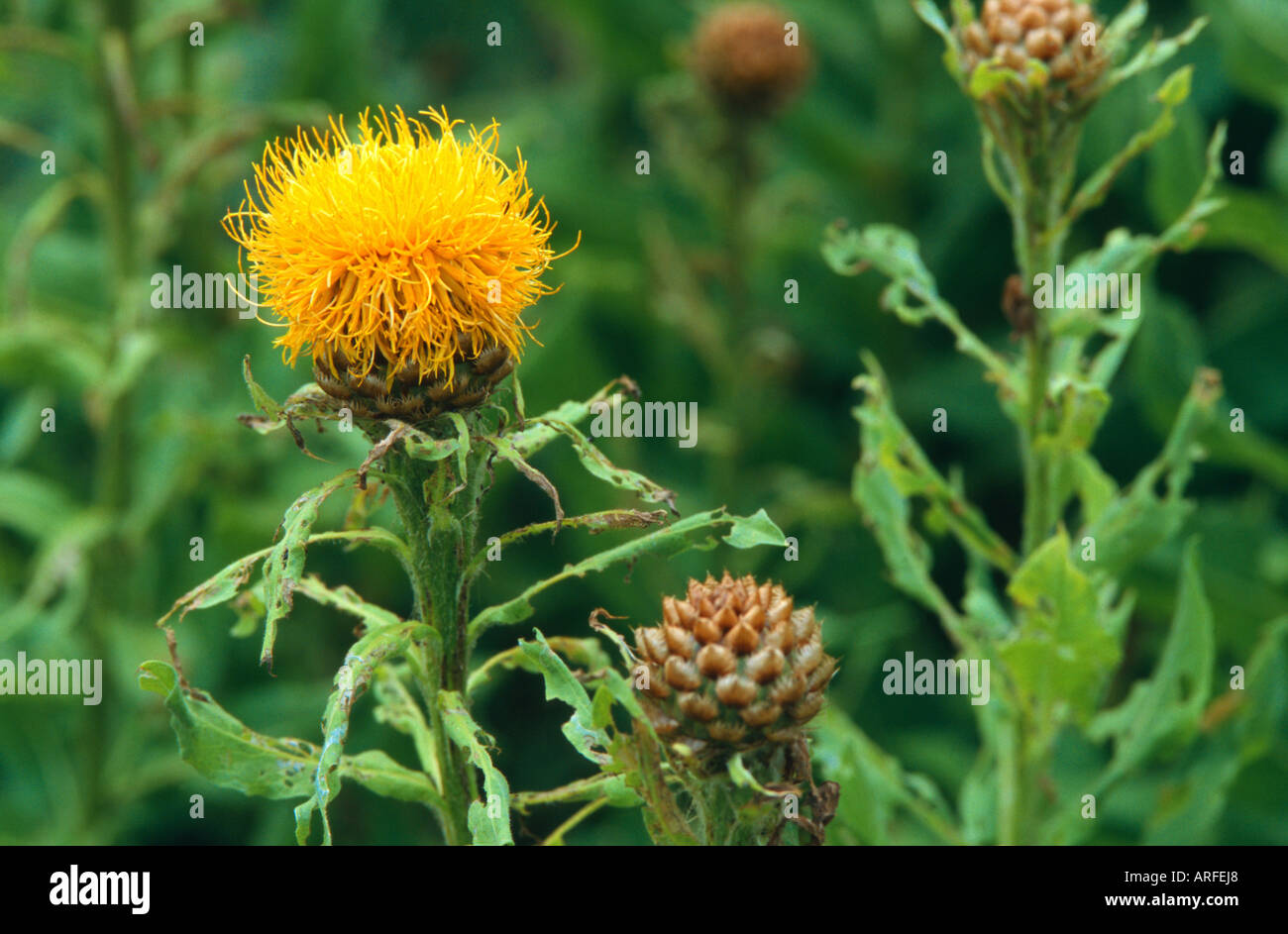 big-head knapweed, bighead knapweed, yellow thistle, great golden ...