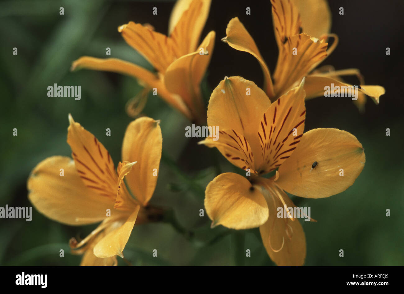 Peruvian lily, Golden lily-of-the-Incas, Golden Lily of the Incas ...