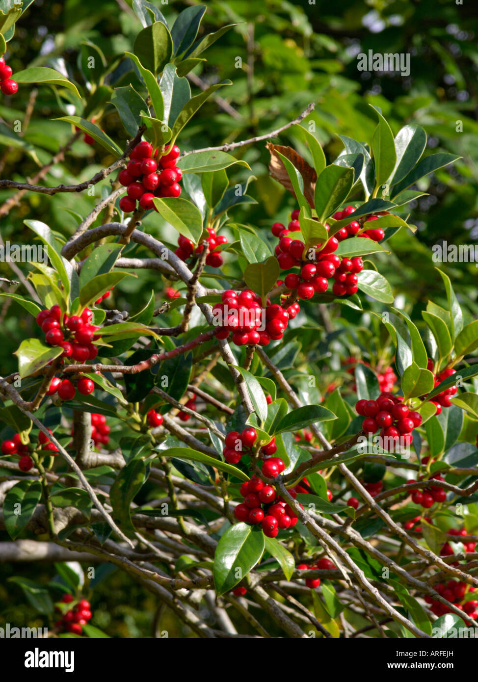 Holly ilex species hi-res stock photography and images - Alamy