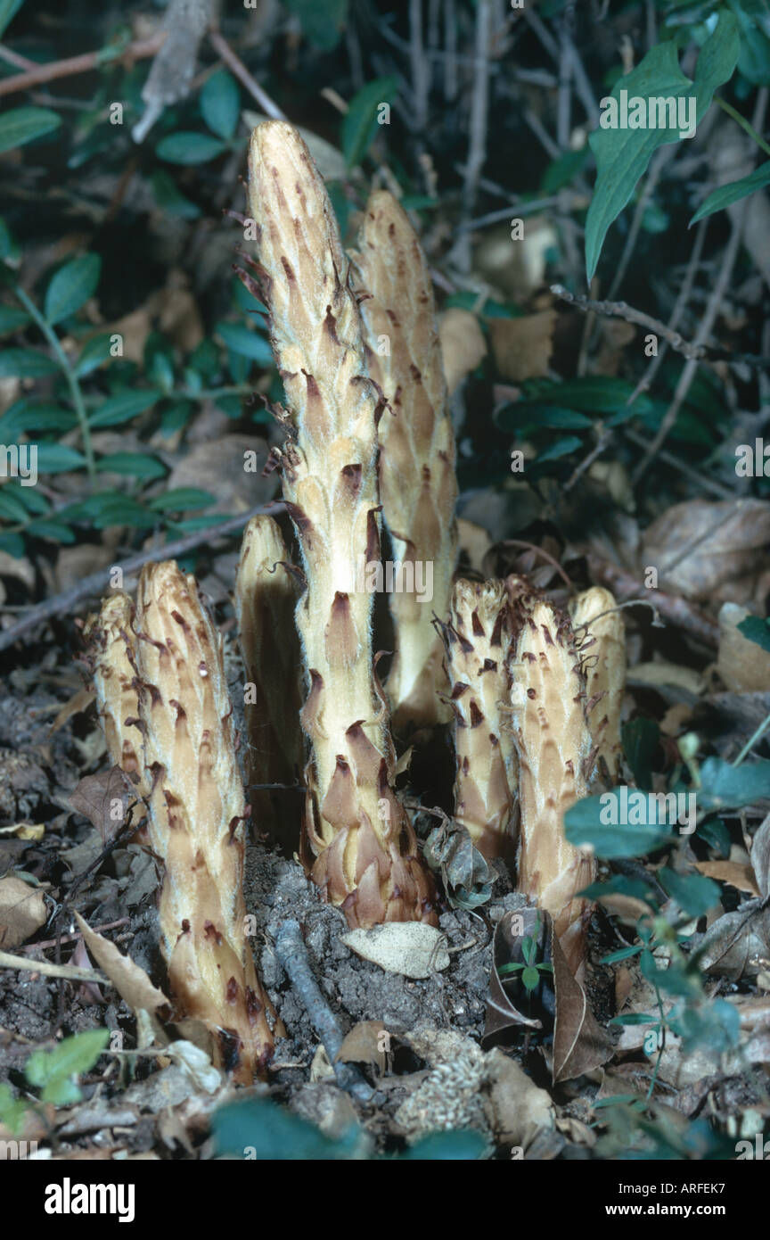 greater broomrape (Orobanche rapum-genistae), shoots, parasite on ...
