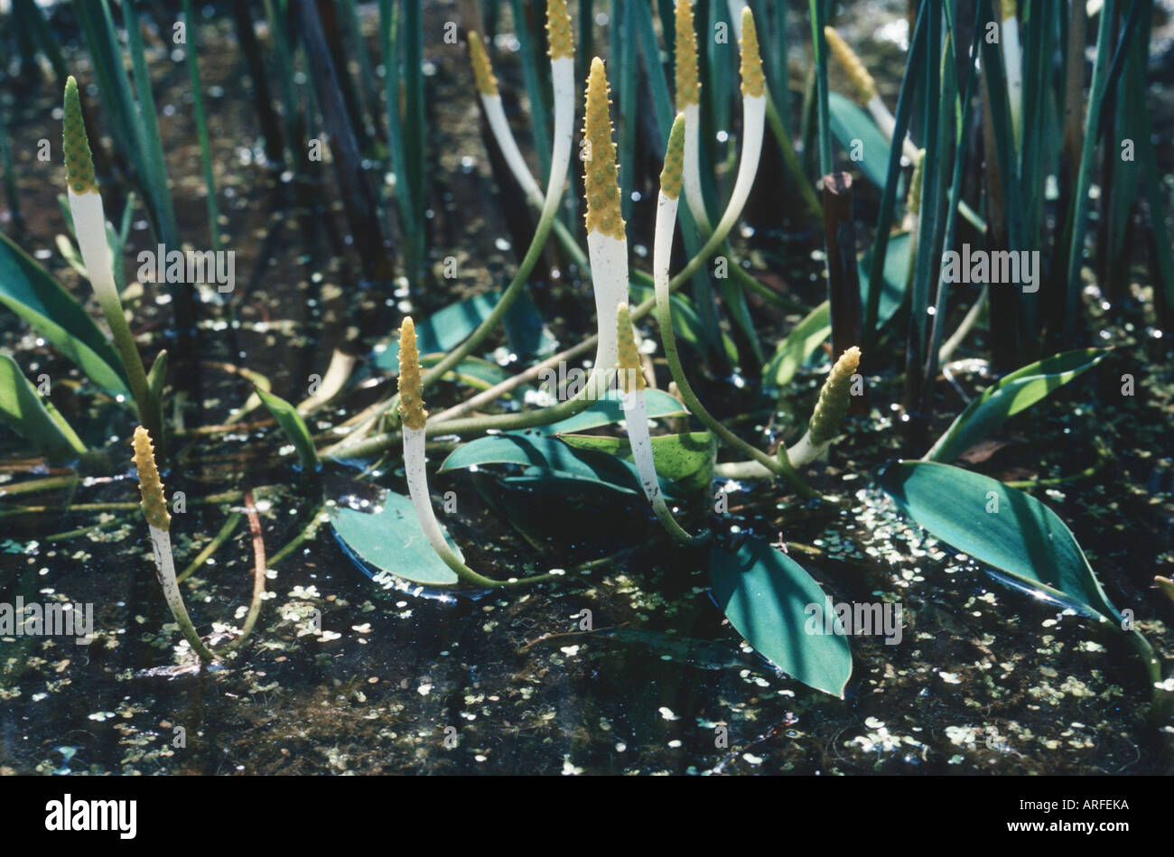 Orontium aquaticum hi-res stock photography and images - Alamy