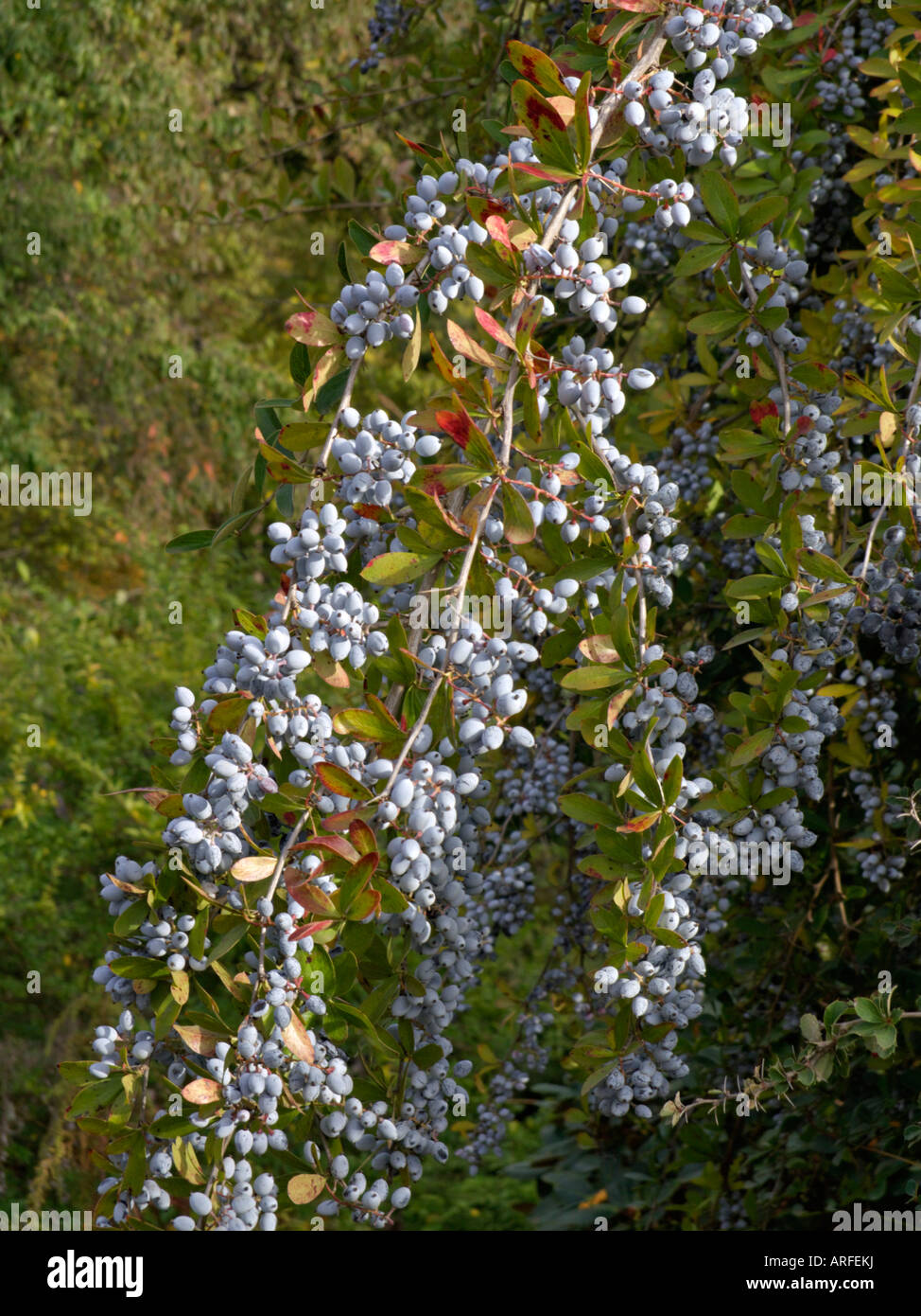 Indian barberry (Berberis aristata Stock Photo - Alamy