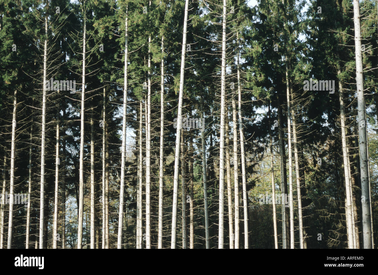 Norway spruce (Picea abies), trees damaged by air pollution Stock Photo ...