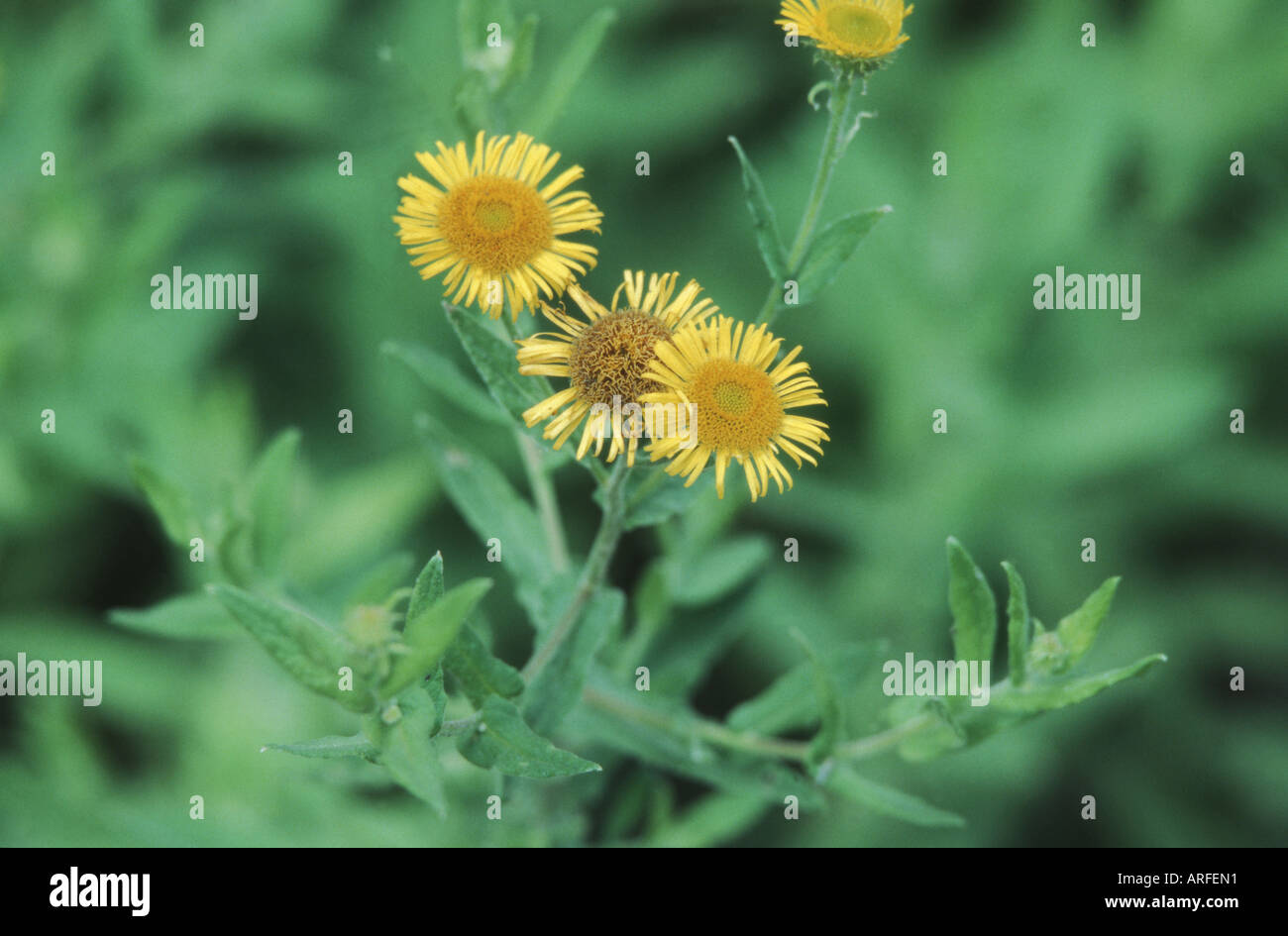 common fleabane (Pulicaria dysenterica), inflorescence (capitula Stock ...