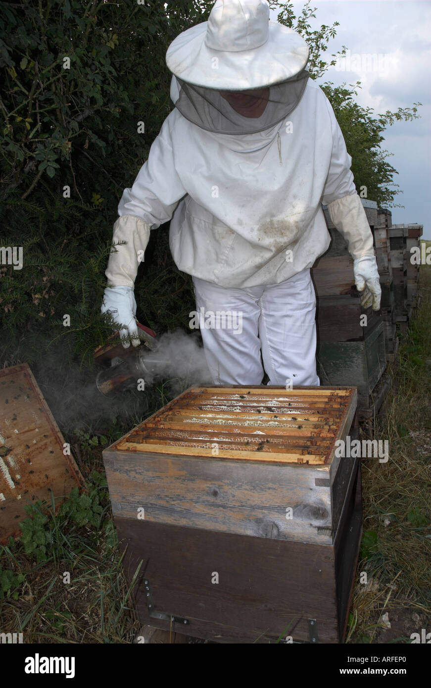 Honeycombe bee hi-res stock photography and images - Alamy