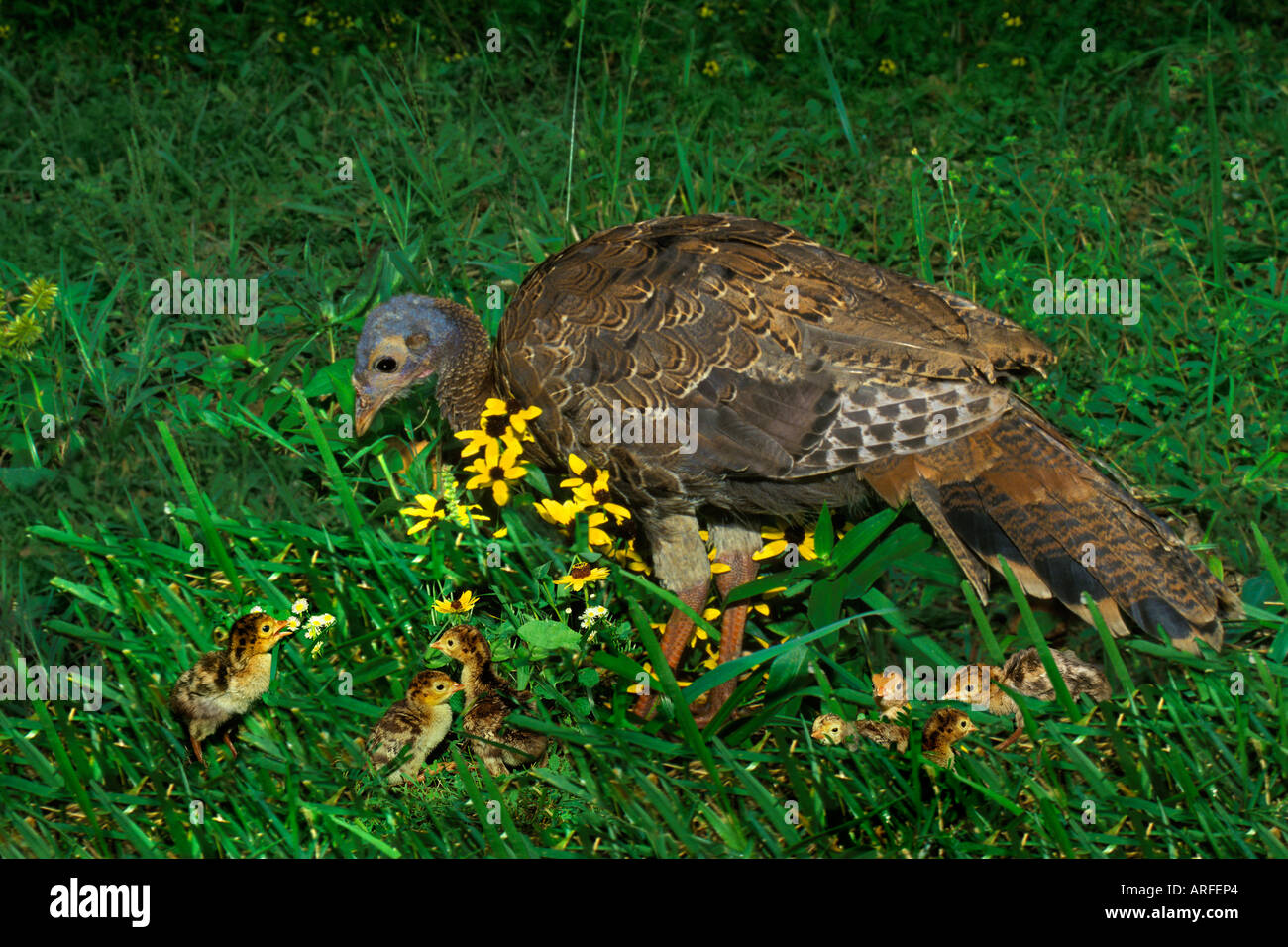 female wild turkey (Meleagris gallopavo) in field of wildflowers with ...