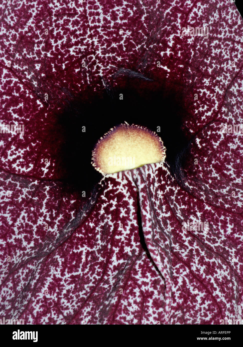 Pelican flower (Aristolochia grandiflora Stock Photo - Alamy