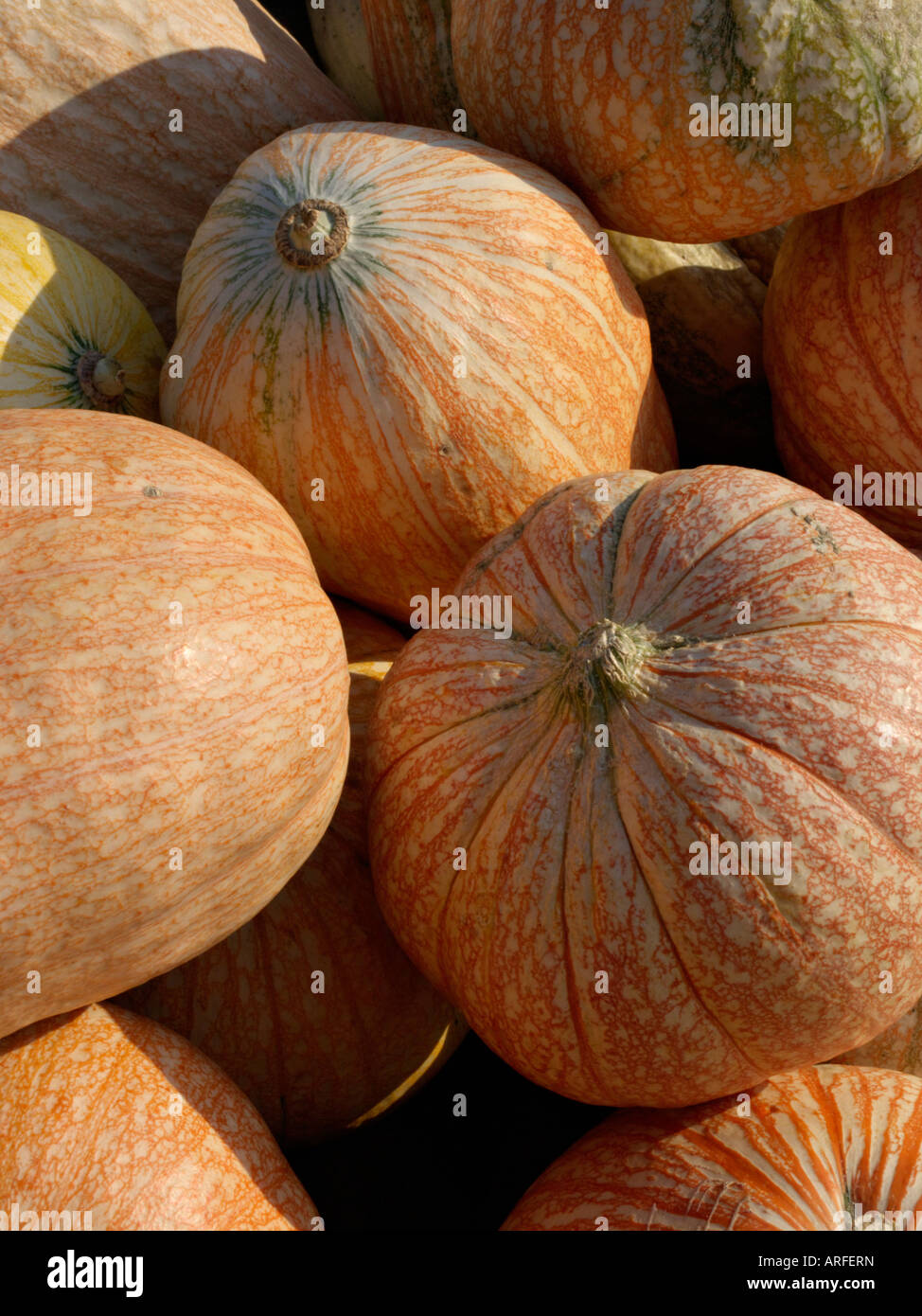 Winter squash (Cucurbita maxima 'Petita' Stock Photo - Alamy