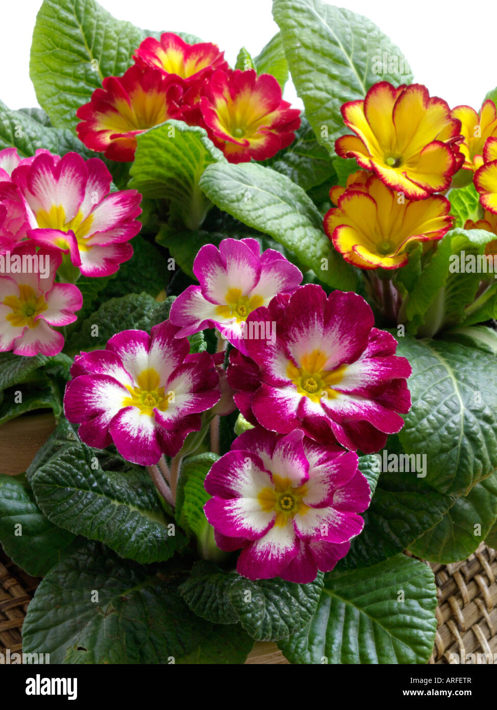 Primroses flowering hi-res stock photography and images - Alamy
